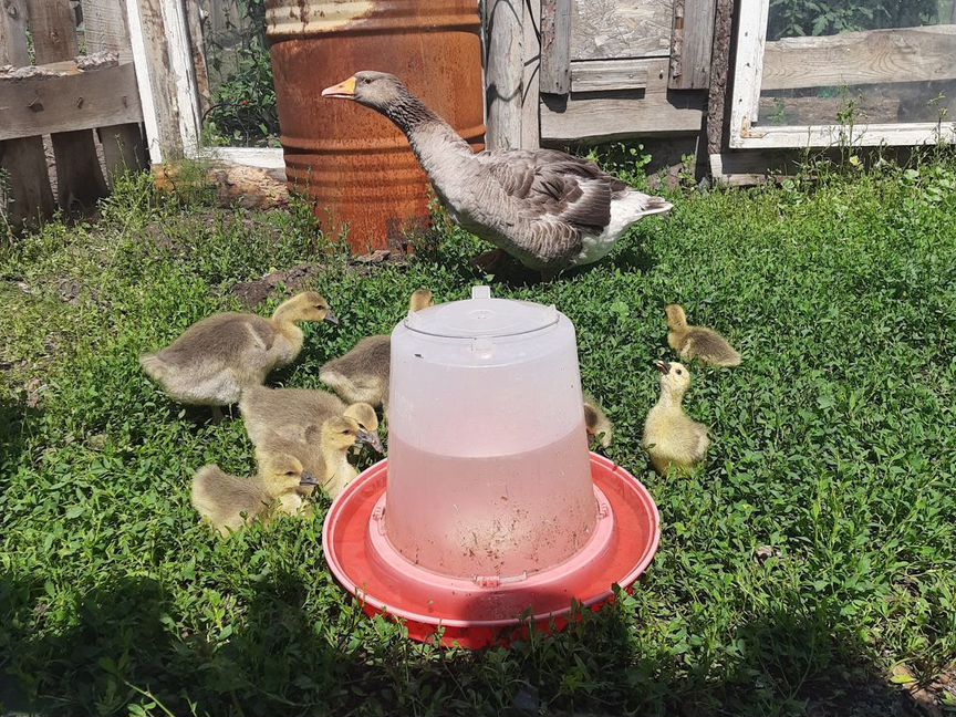 Гусыня с гусятами