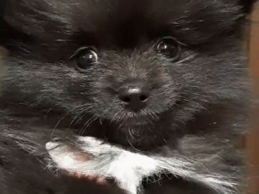 Немецкий шпиц