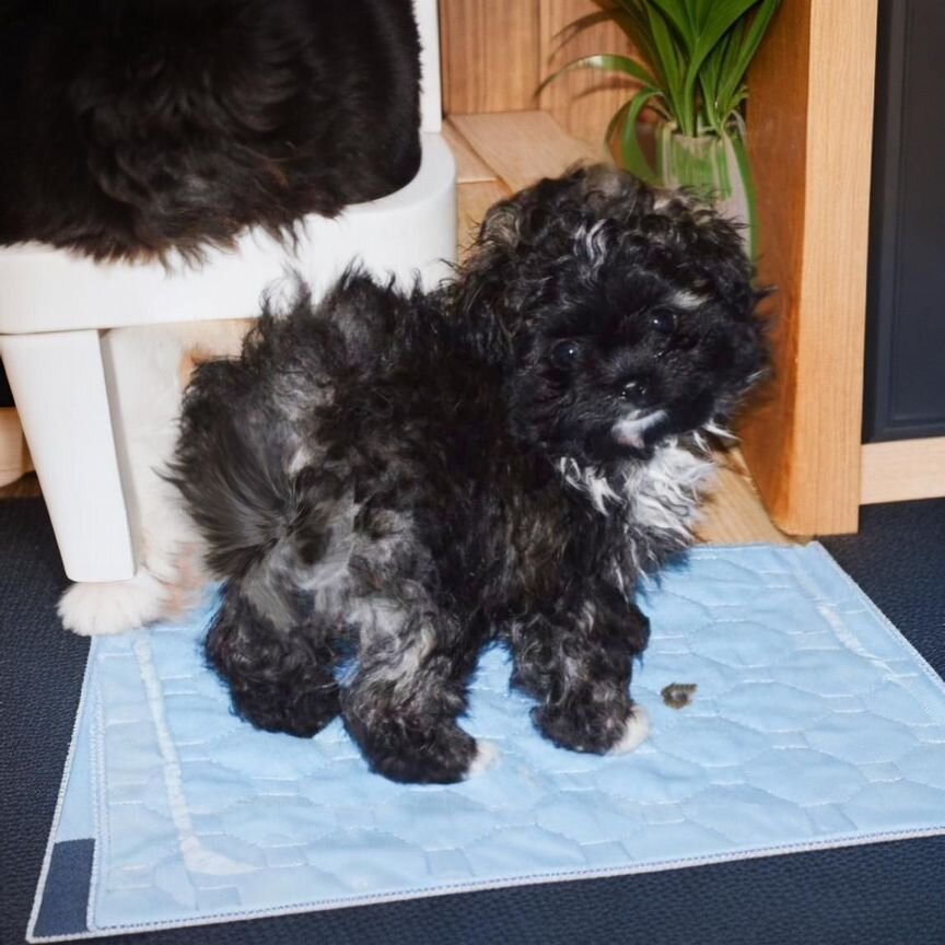 Единственная Мальтипу ф1 Серебристая