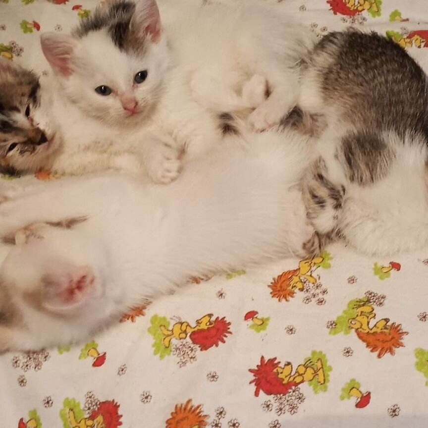 Милые котята в дар