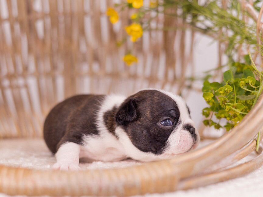 Бостон терьер мальчик