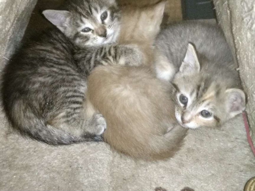 Котята
