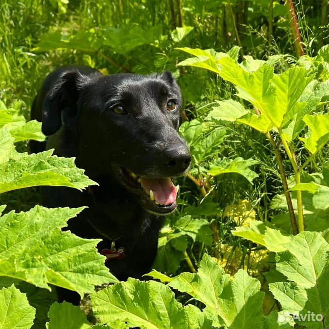 Собака Мартин