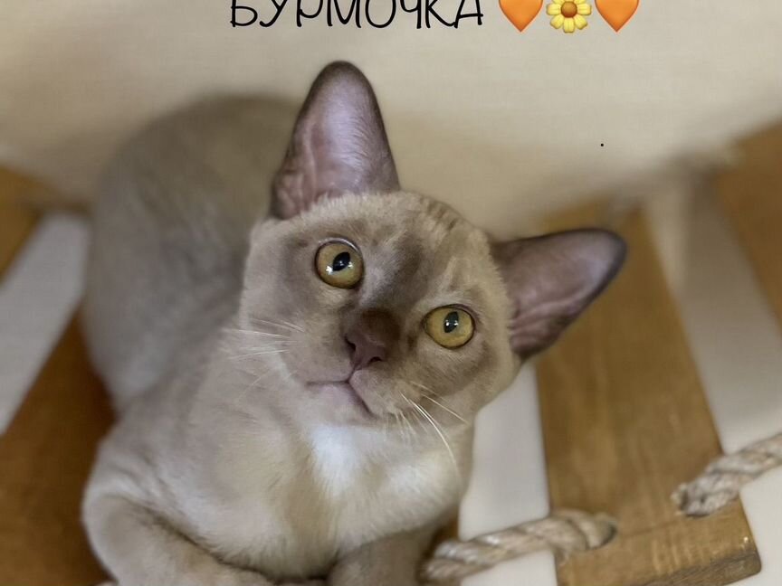 Роскошная Бурманская малышка