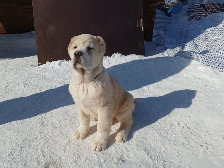 Продажа щенков и собак