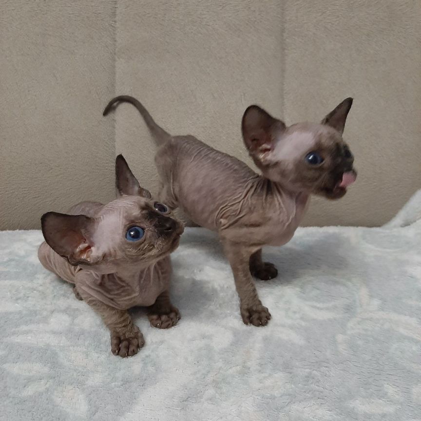 Канадский сфинкс котенок