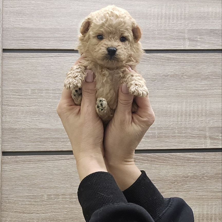 Maltipoo Тедди мальчики