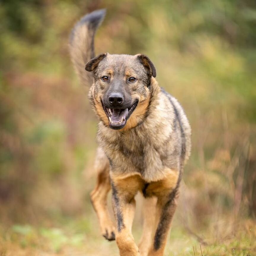 Домашнее животное