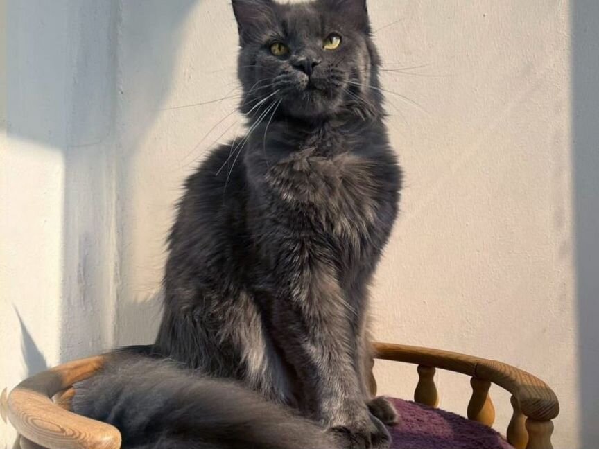 Мейнкун полидакт кошка