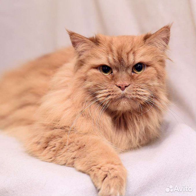 Шикарный рыжий умный кот в дар