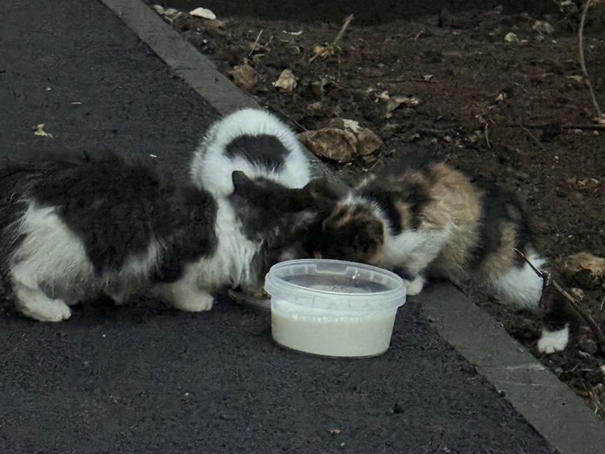 Котята в добрые руки