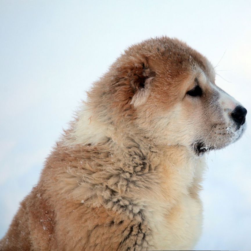 Среднеазиатская овчарка, щенок