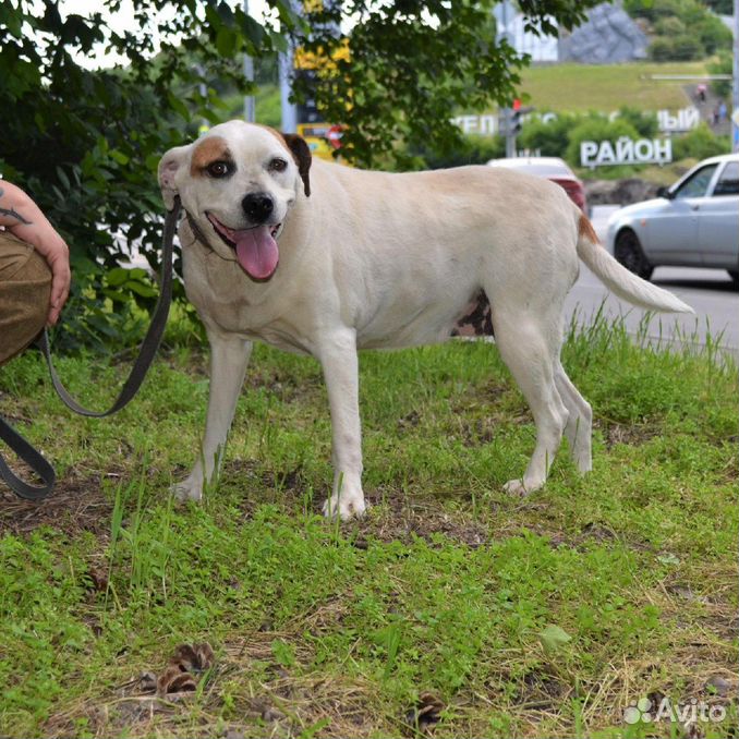 Пеппа в поисках дома