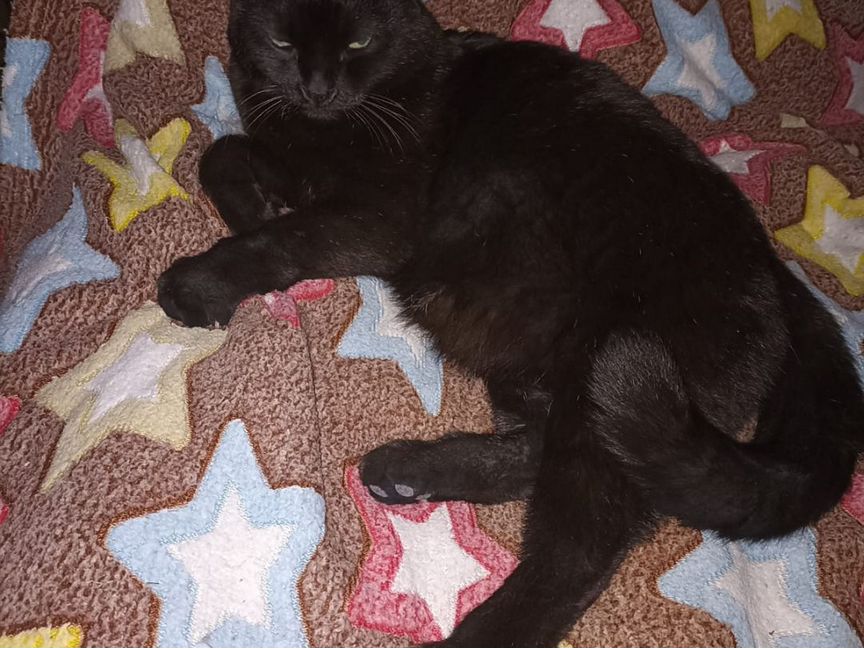 Кот