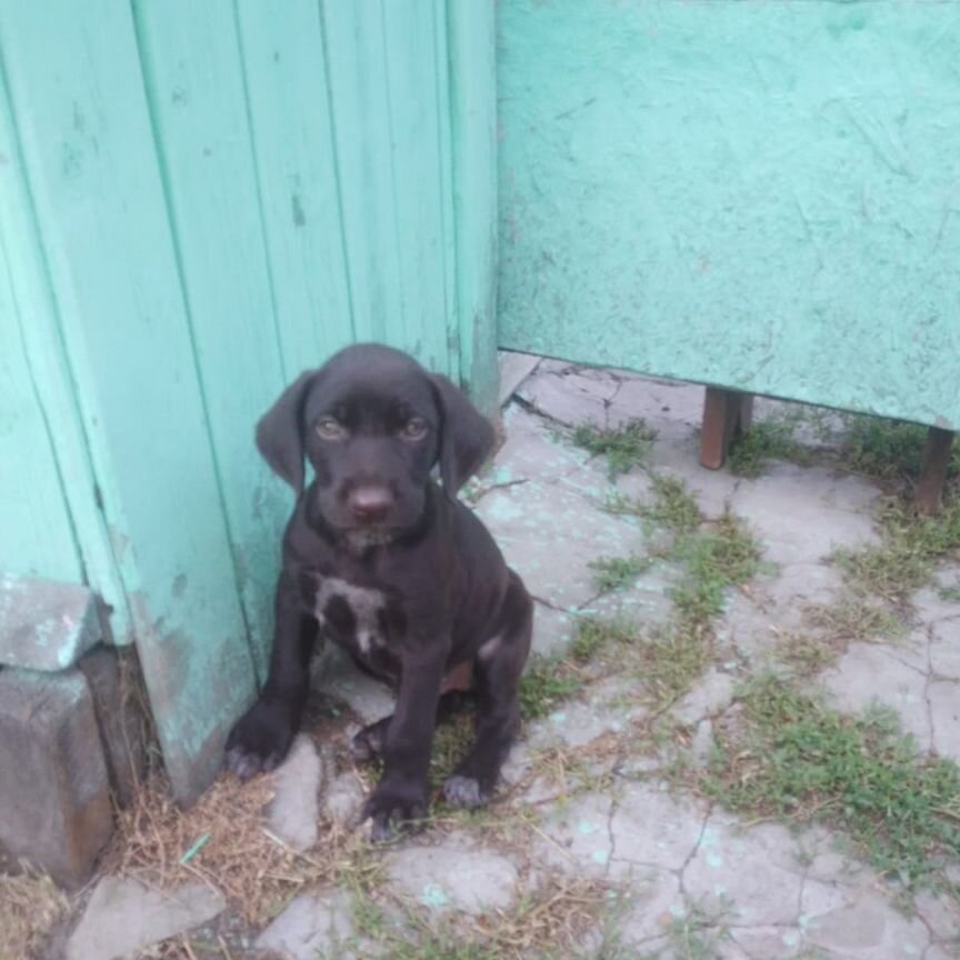 Продам дратхааров 5000