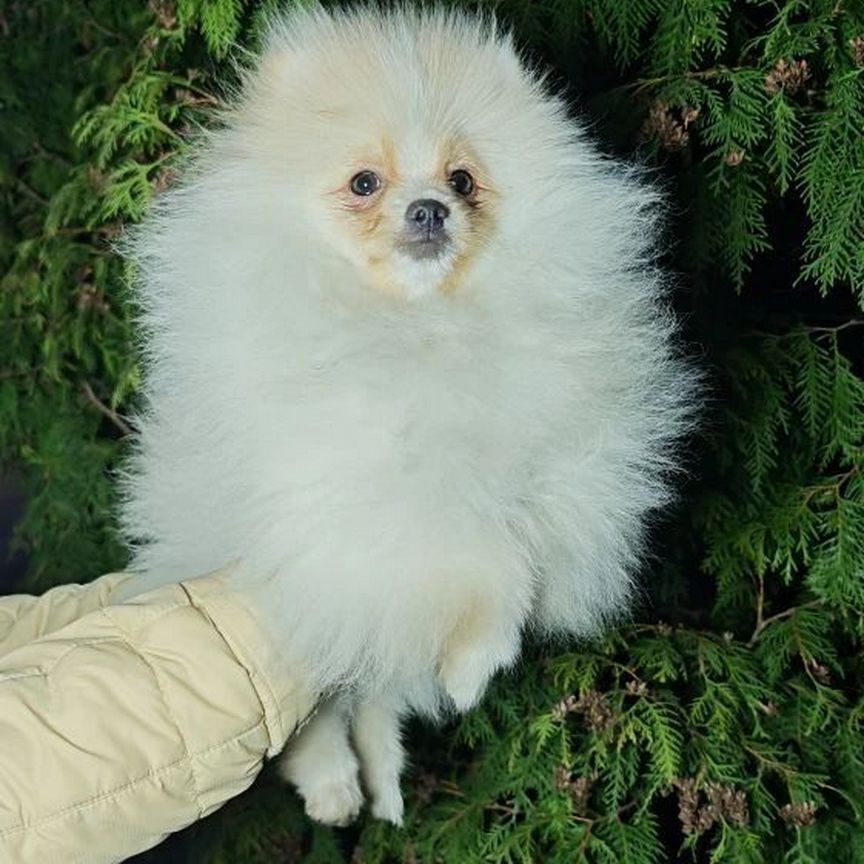 Померанский шпиц, щенок