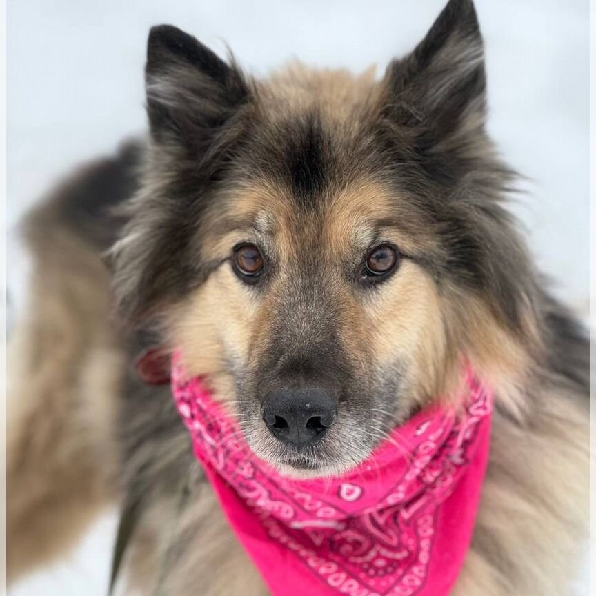 Добрый Бароша