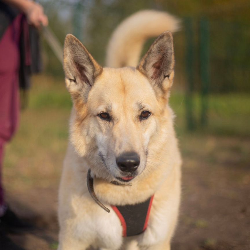 Обнимательная Плюша в добрые руки