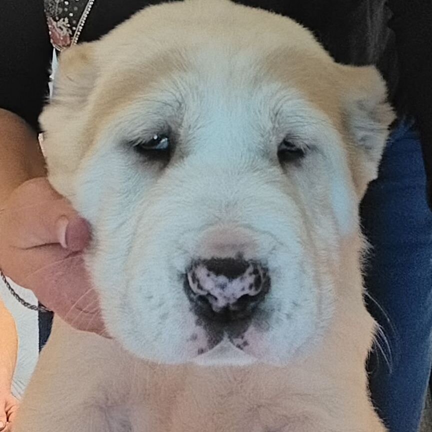 Среднеазиатская овчарка, щенок