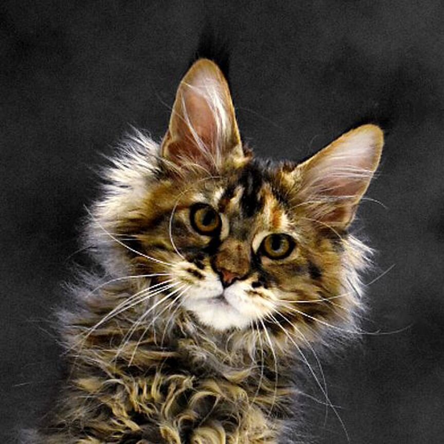 Мейн-кун котёнок