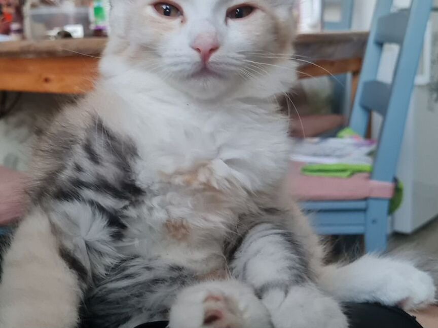 Котенок Буся 4 мес