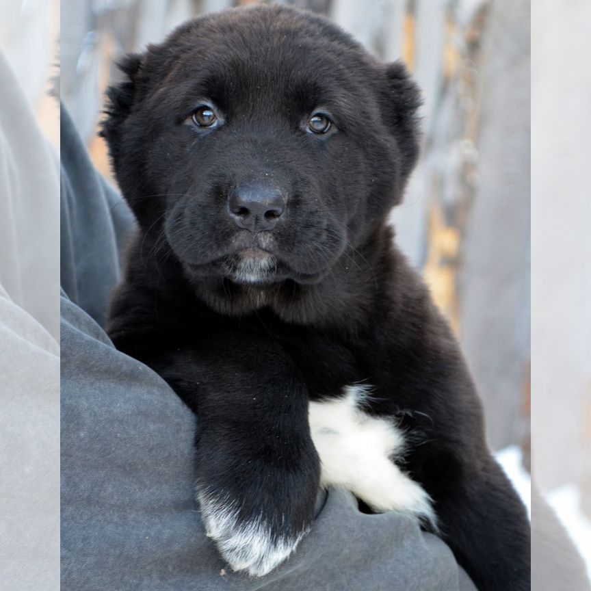 Среднеазиатская овчарка, щенок