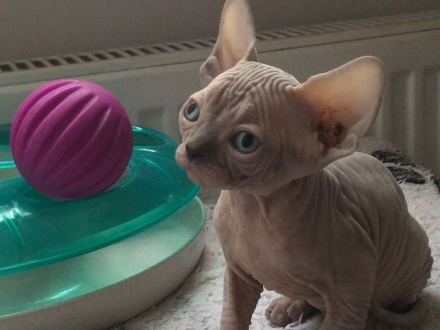 Канадский сфинкс котенок