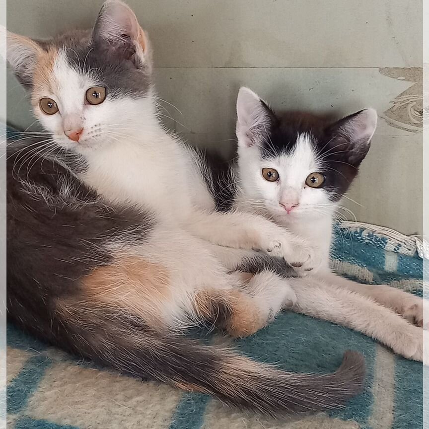 Котята в добрые руки бесплатно