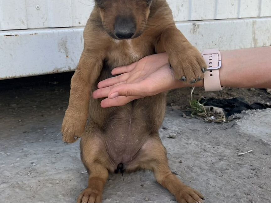 Собака щенок рыжый