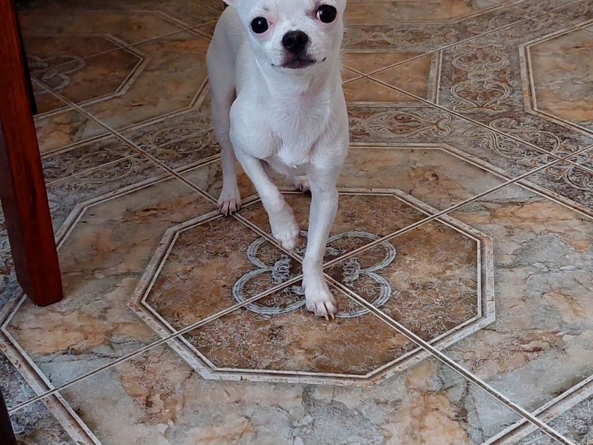 Случка чихуахуа