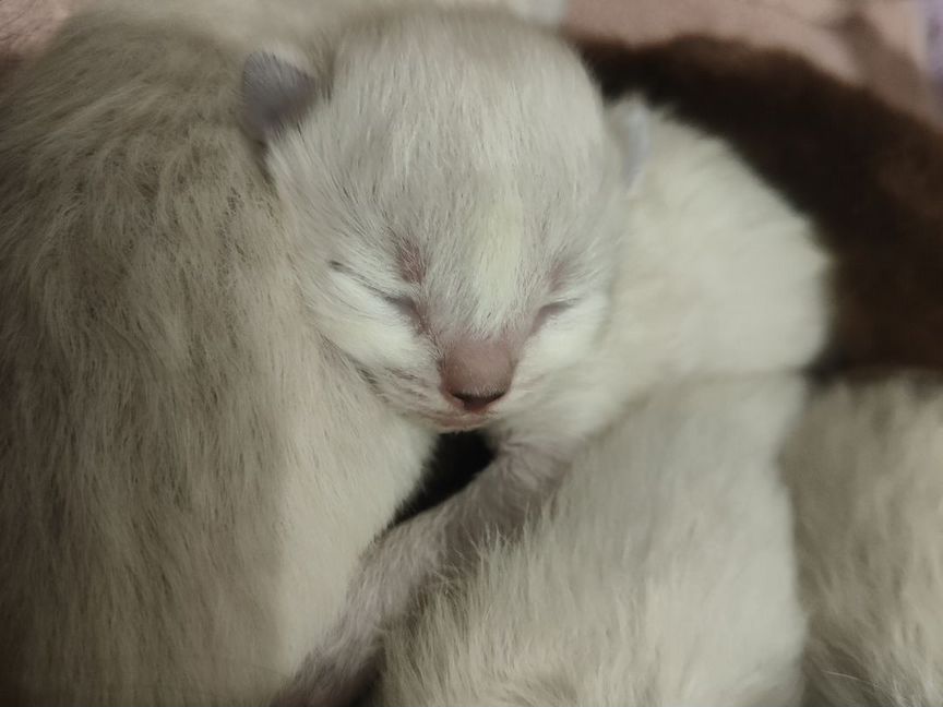 Тайские котята
