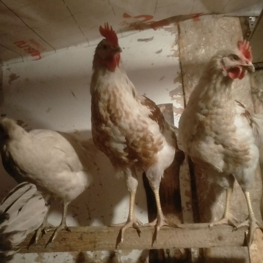 Молодые петушки