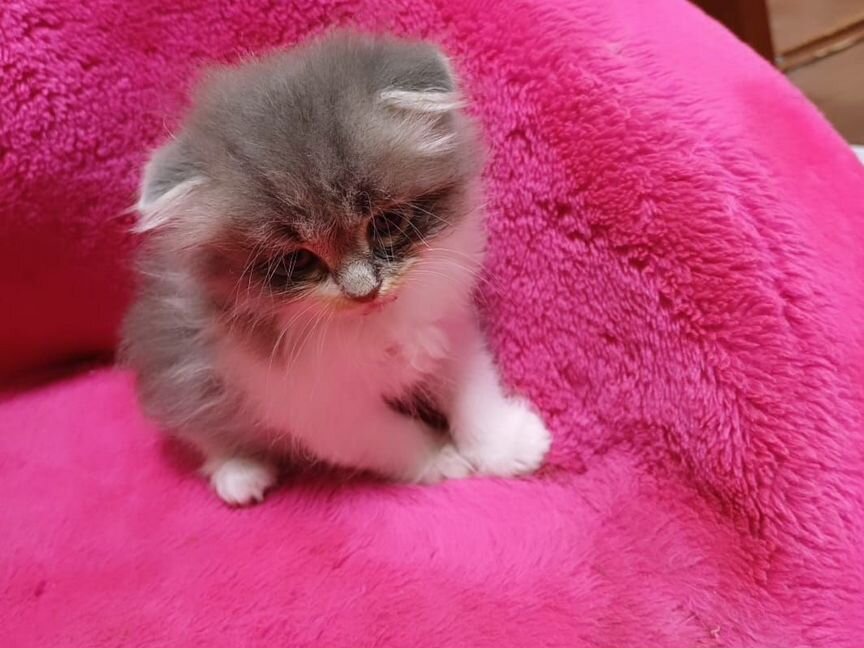 Котята вдобрые руки