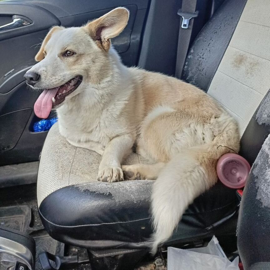 Вельш Корги Пемброк, взрослая собака