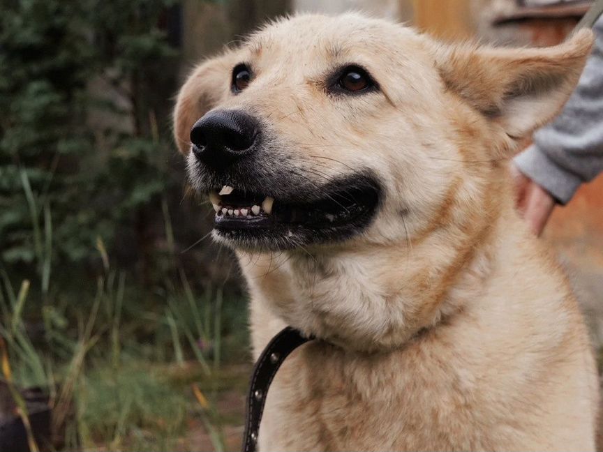 Спокойная собачка Боня из приюта ищет семью