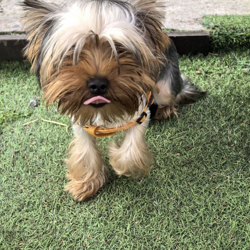 Йоркширский терьер мини