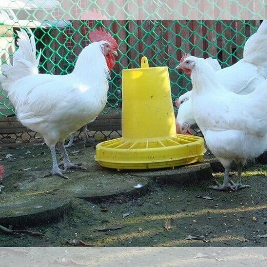 Семья породы Бресс Гальская