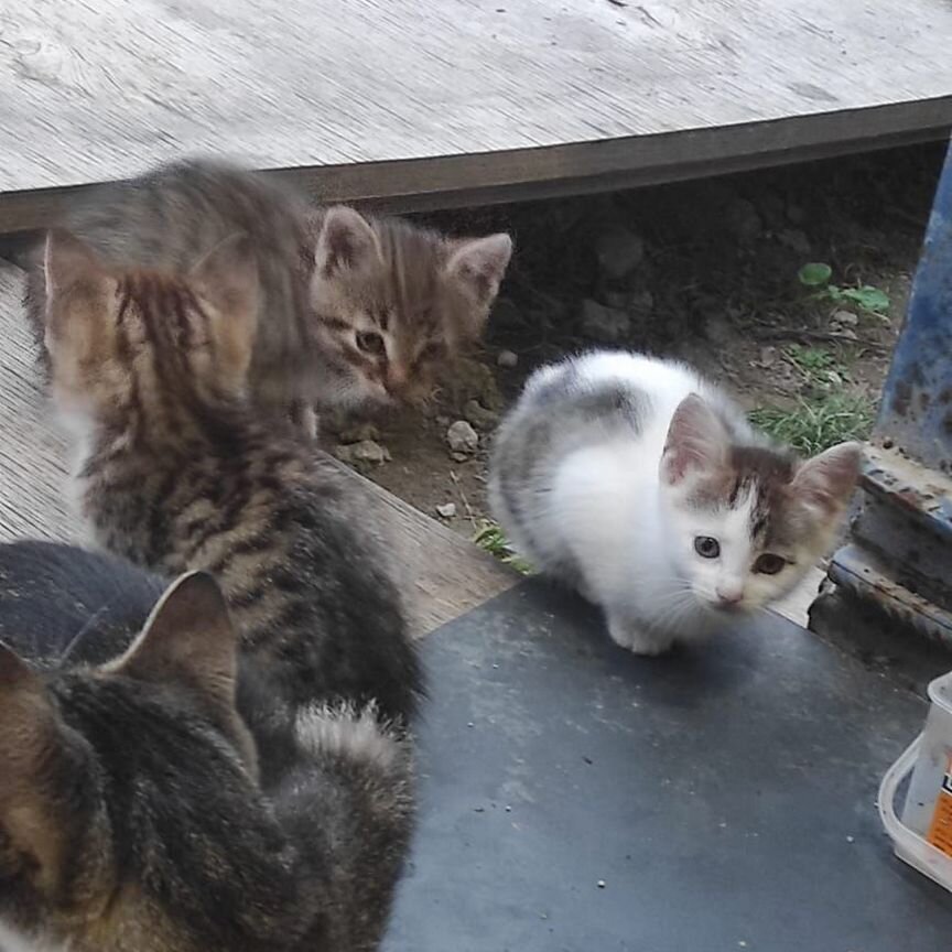 Котята в добрые руки даром