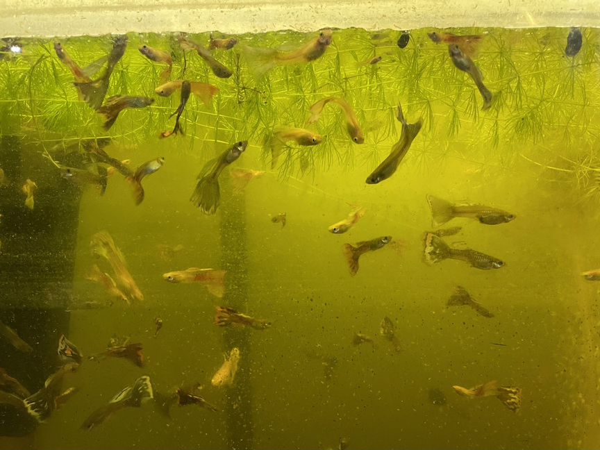 Продам рыбок гуппи