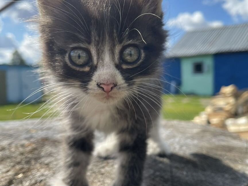 Котенок ищет хороших хозяенов