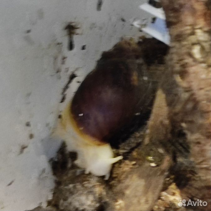 Улитки ахатины фулички