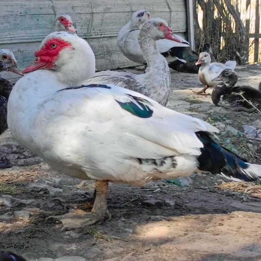 Утки шипуны