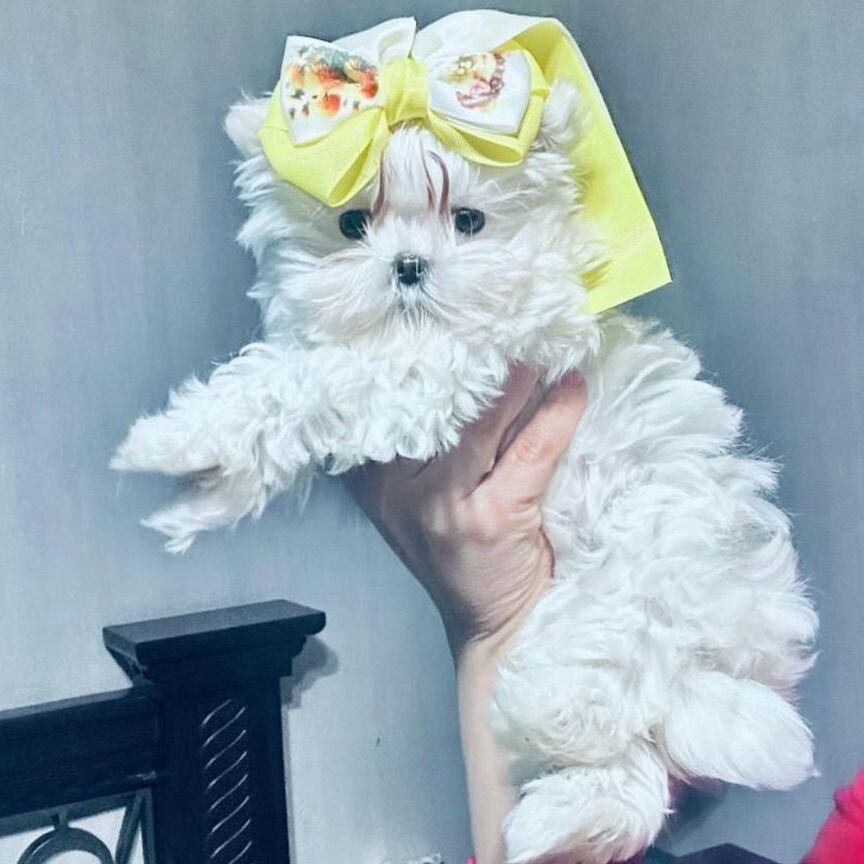 Мальтийская болонка, щенок