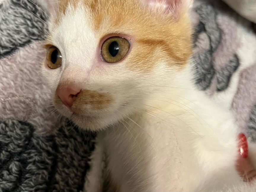 Котята отдам даром