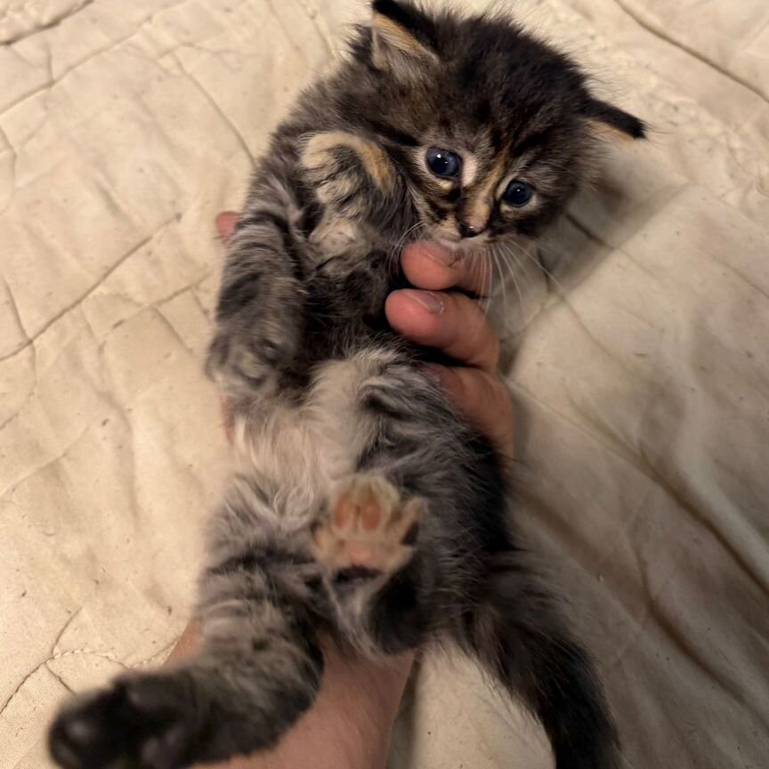 Котёнок в добрые руки