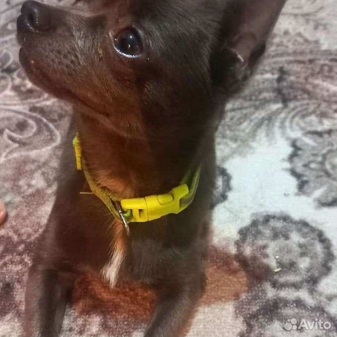 Найдена собака чихуахуа мини