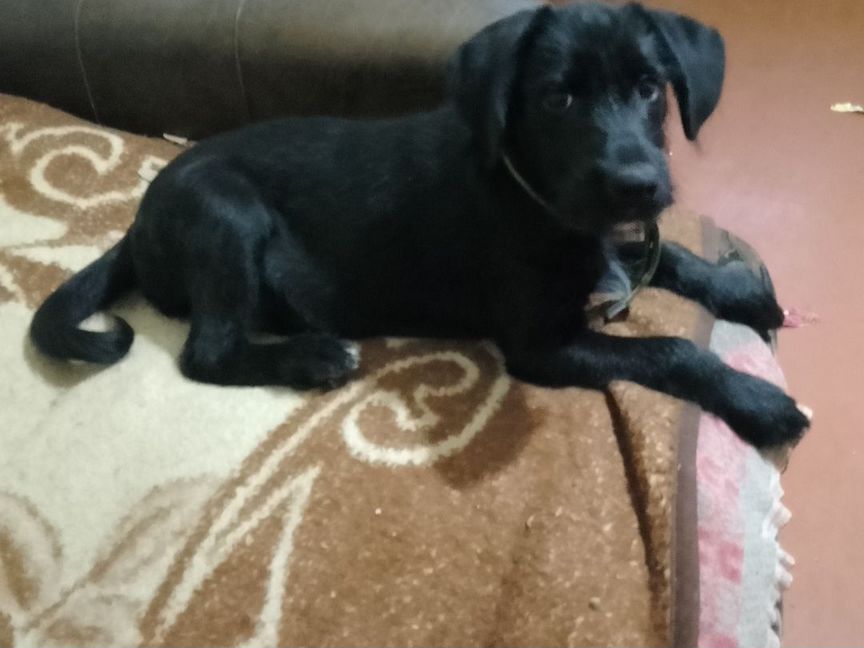 Простой пёсик