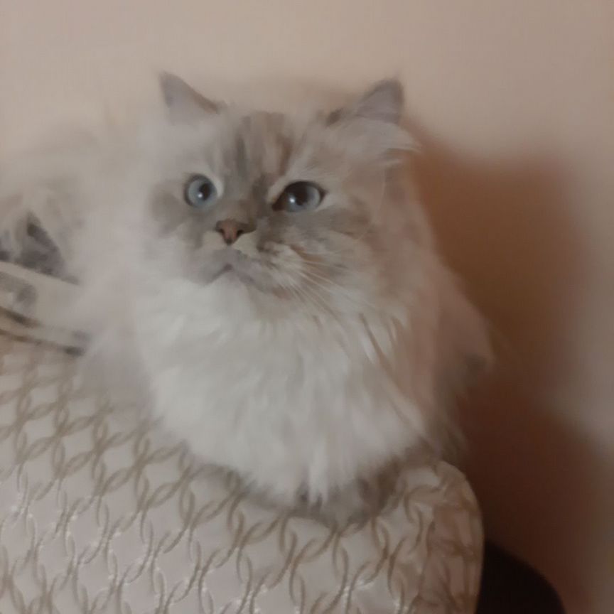 Невская маскарадная кошка