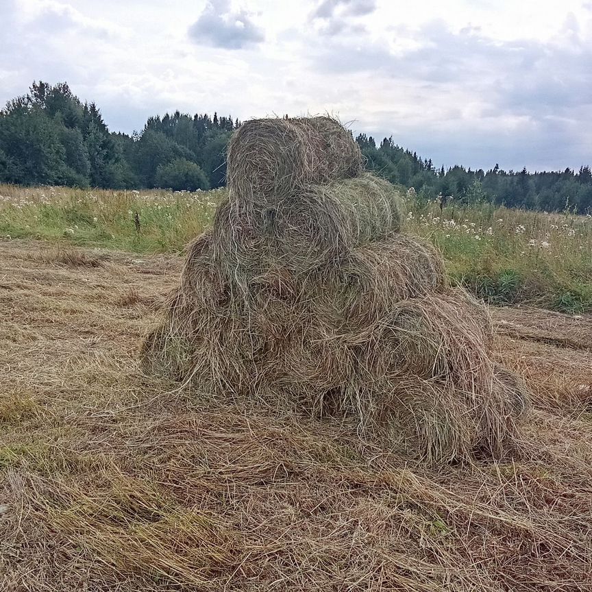 Сено в тюках