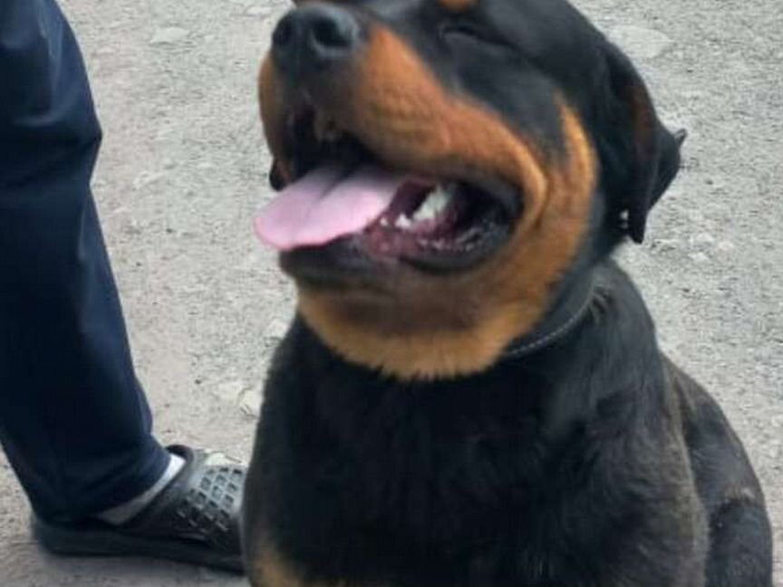 Вязка ротвеллера